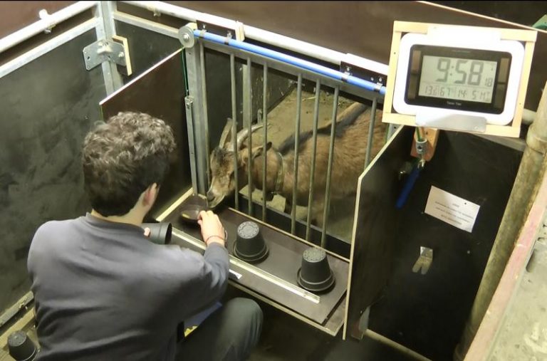 Are Goats Smart? Revealing Goat Intelligence - Goat Journal